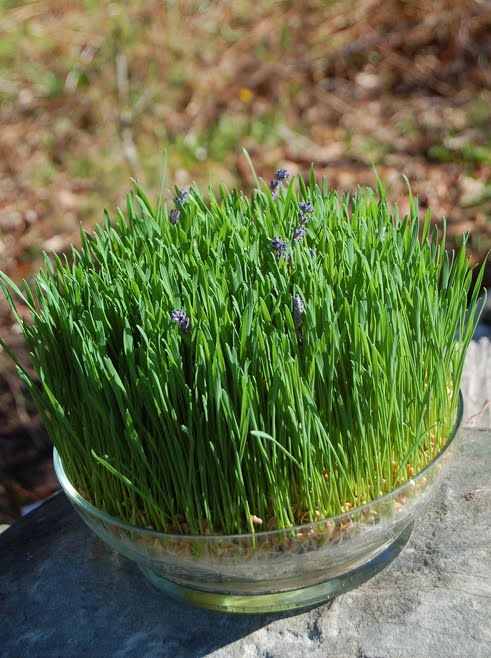 49 Fresh Wheatgrass Home Décor Ideas To Try In Spring - DigsDigs