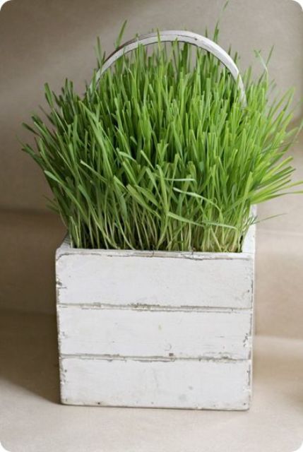 49 Fresh Wheatgrass Home Décor Ideas To Try In Spring Digsdigs