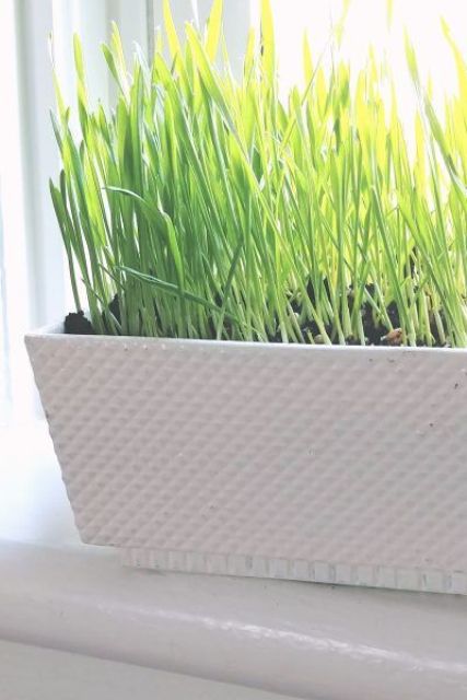 49 Fresh Wheatgrass Home Décor Ideas To Try In Spring - DigsDigs