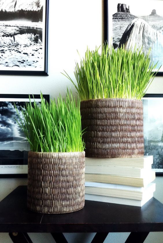 49 Fresh Wheatgrass Home Décor Ideas To Try In Spring - DigsDigs