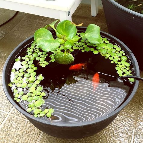 Miniature Fish Pond