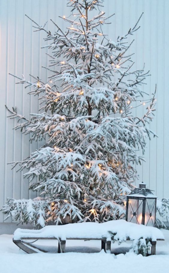 38 Outdoor Christmas Trees That Wow - DigsDigs