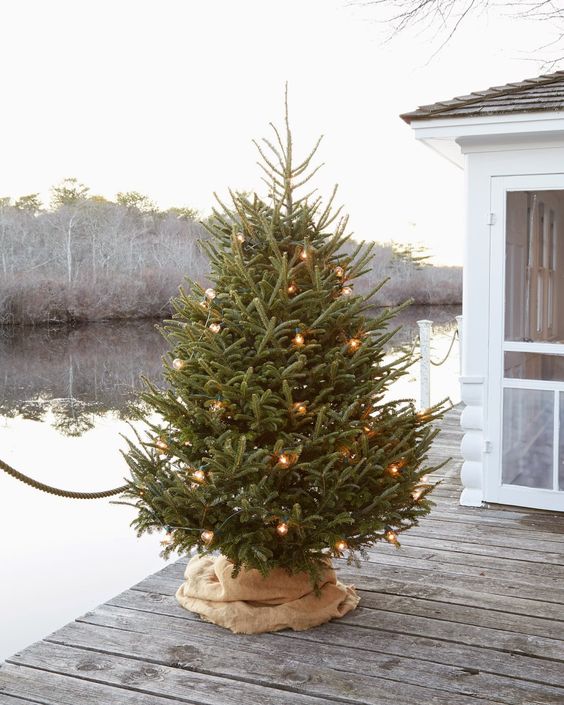 38 Outdoor Christmas Trees That Wow - DigsDigs