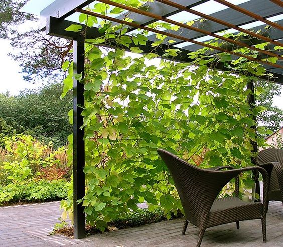 25 Smart And Stylish Garden Screening Ideas - DigsDigs
