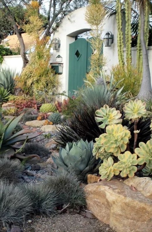Cactus Garden Ideas