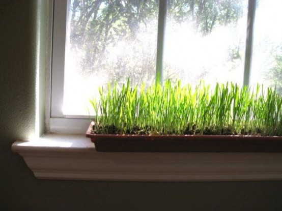 49 Fresh Wheatgrass Home Décor Ideas To Try In Spring - DigsDigs