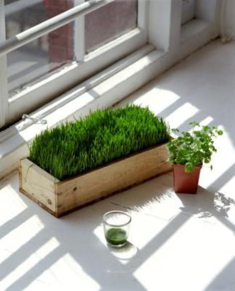 49 Fresh Wheatgrass Home Décor Ideas To Try In Spring - DigsDigs